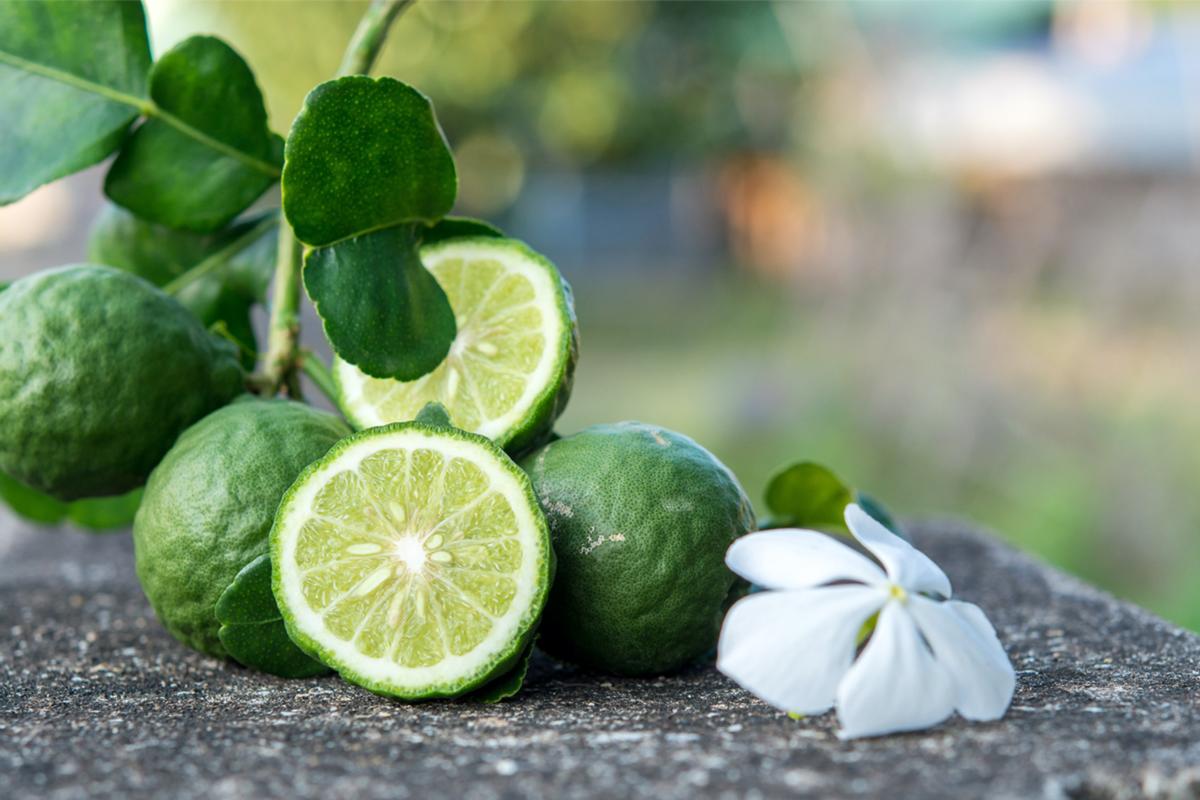 Bergamot of Calabria: from table to scent | Calabria Region Official ...