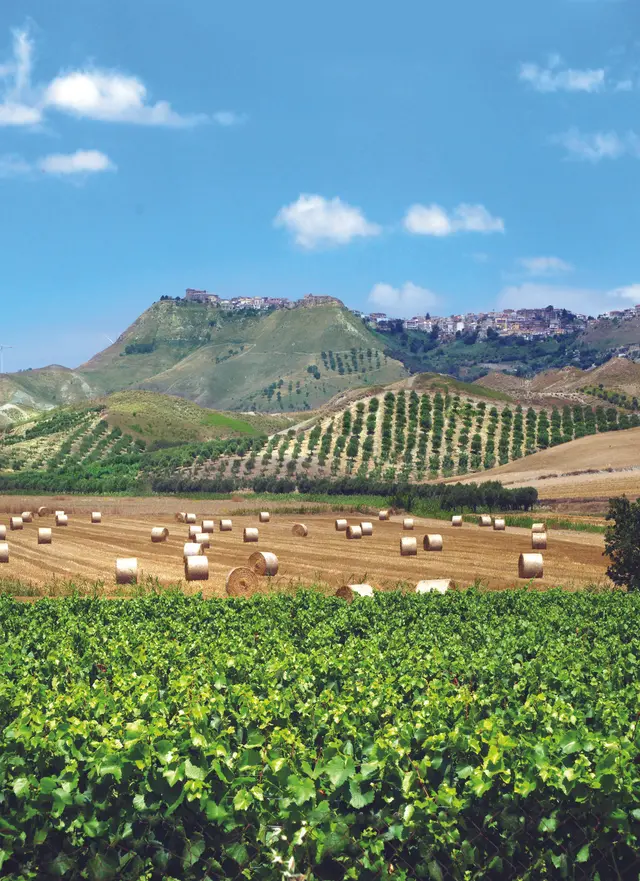 Cirò | Calabria Region Official Tourism website