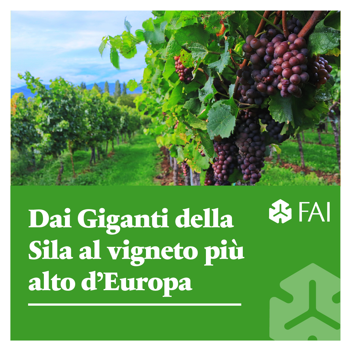 Dai Giganti della Sila al Vigneto più alto d'Europa | Calabria ...