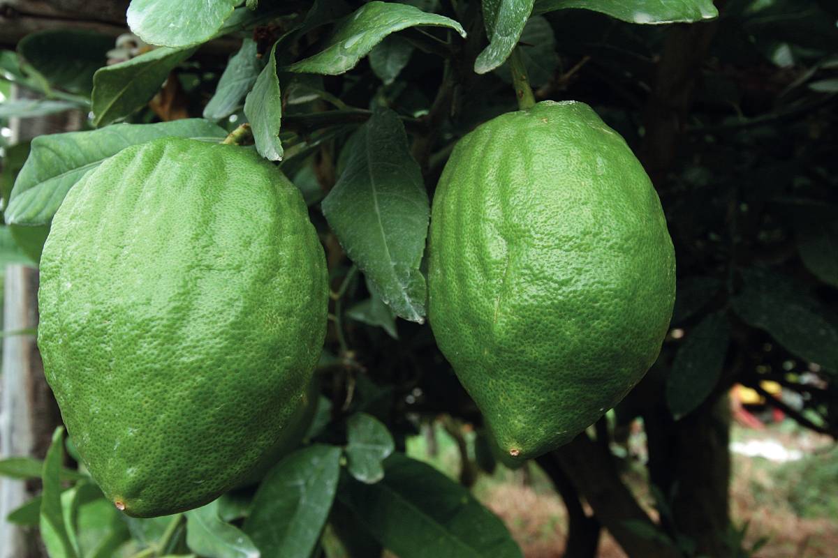Alla scoperta del cedro di Calabria DOP | Calabria Straordinaria