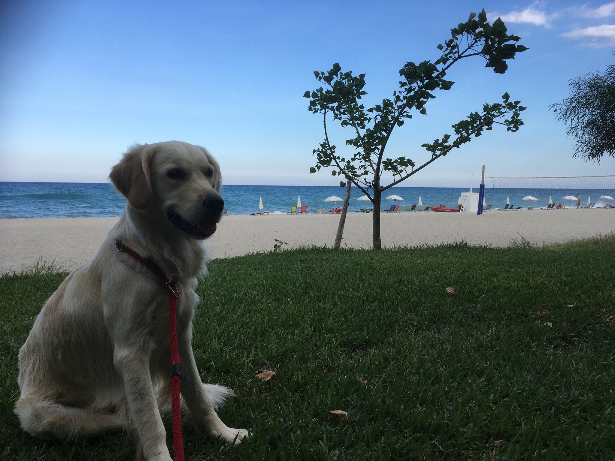 Pet friendly beaches in Calabria | Calabria Region Official Tourism website